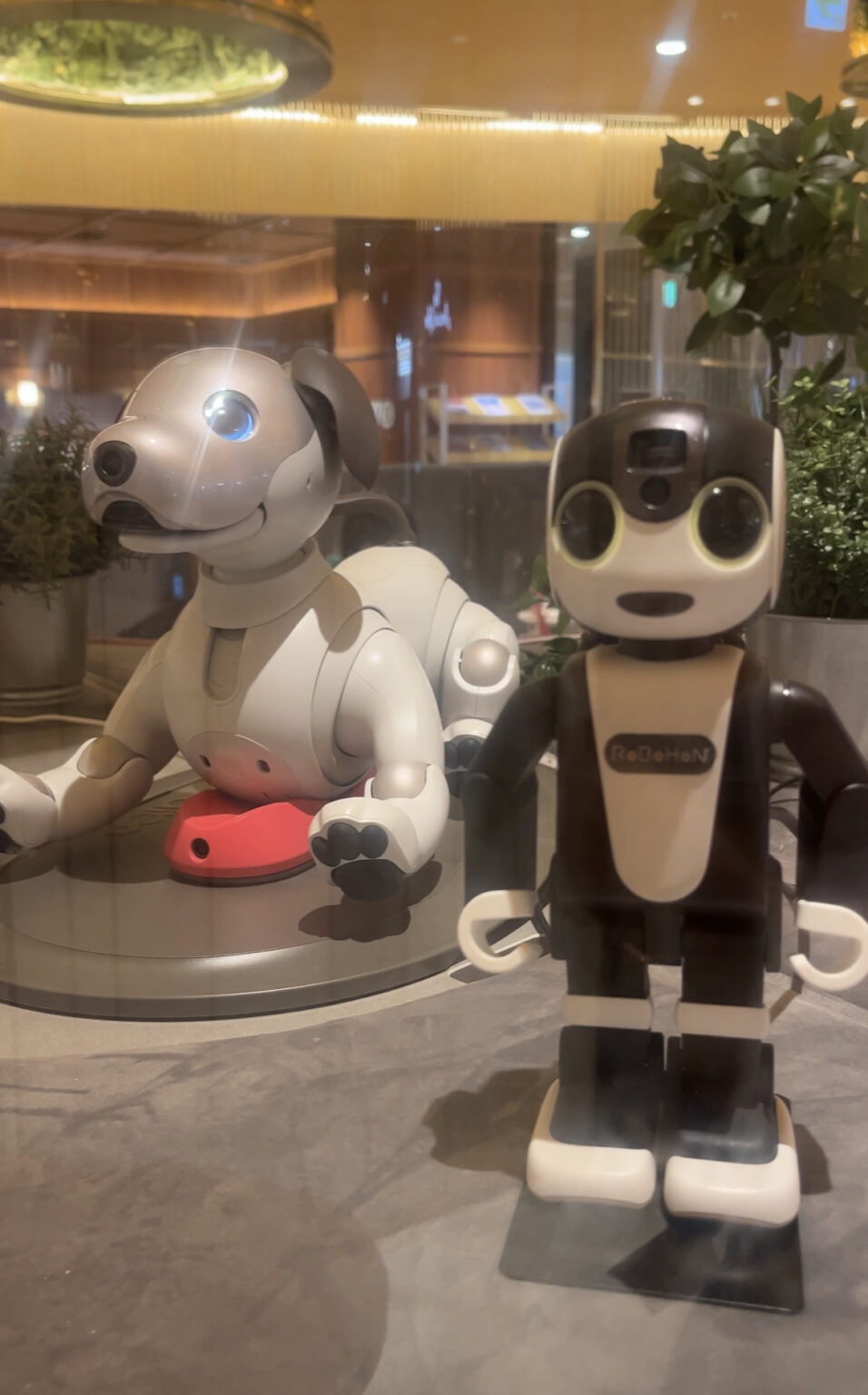 ROBOT cafe [ Pepper Parlor ] Kids-friendly comfy cafe in Shibuya ...